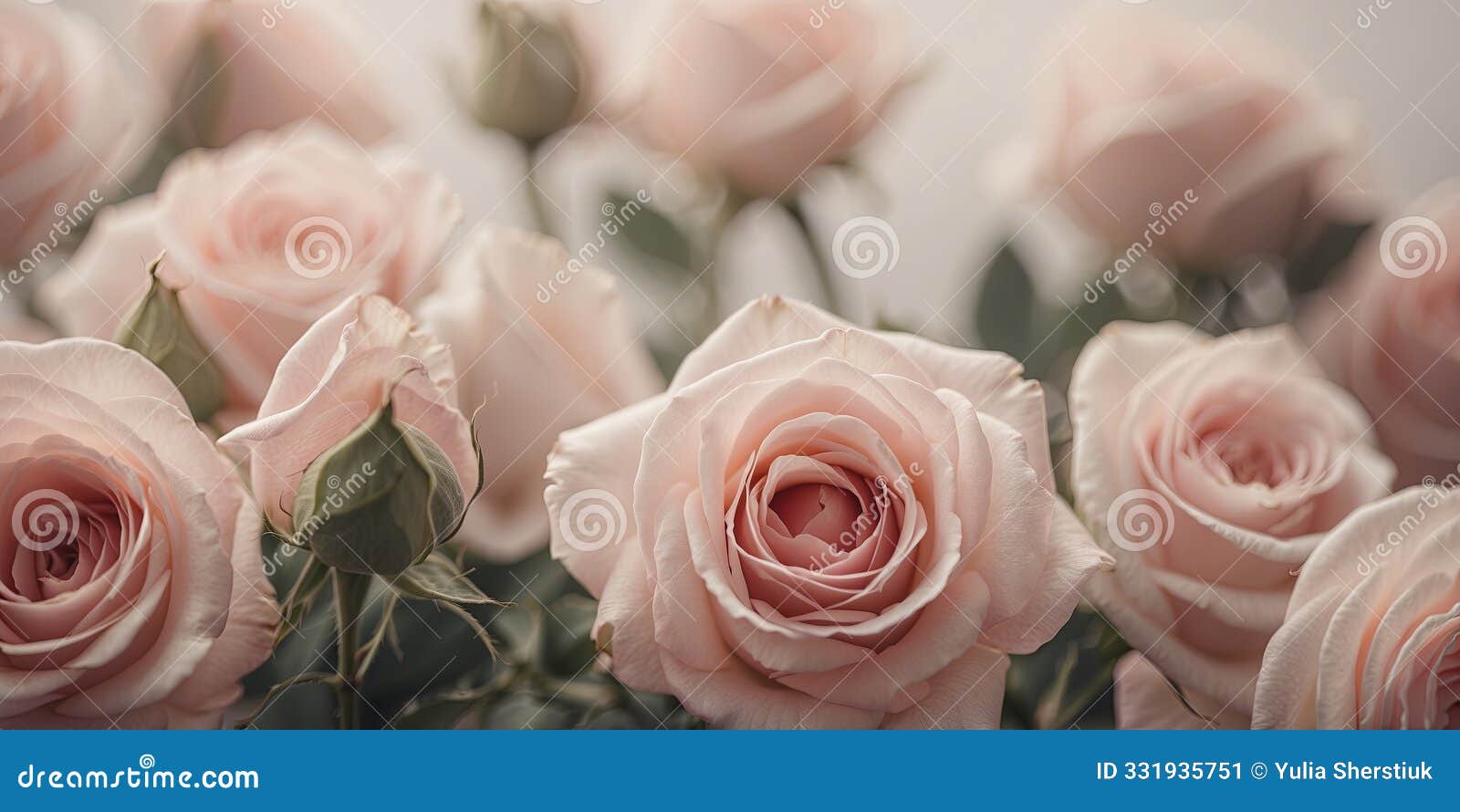 Creative Frame Made of Soft Pink Roses Copy Space Monochromatic Colors ...