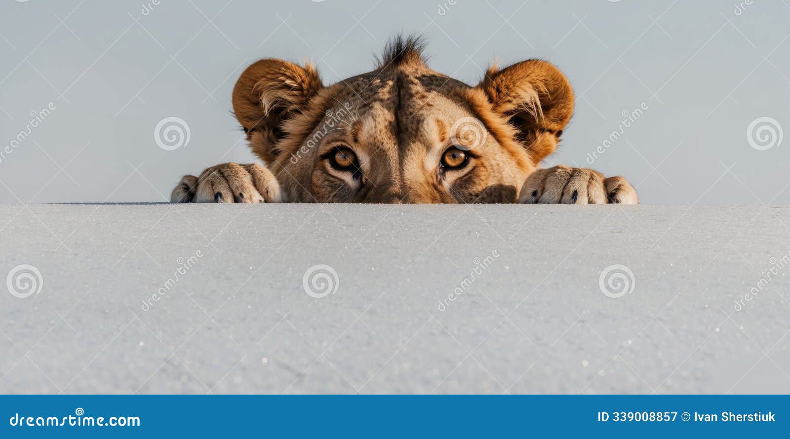 Curious Lion Peeking Over a White Surface. Stock Image - Image of ...