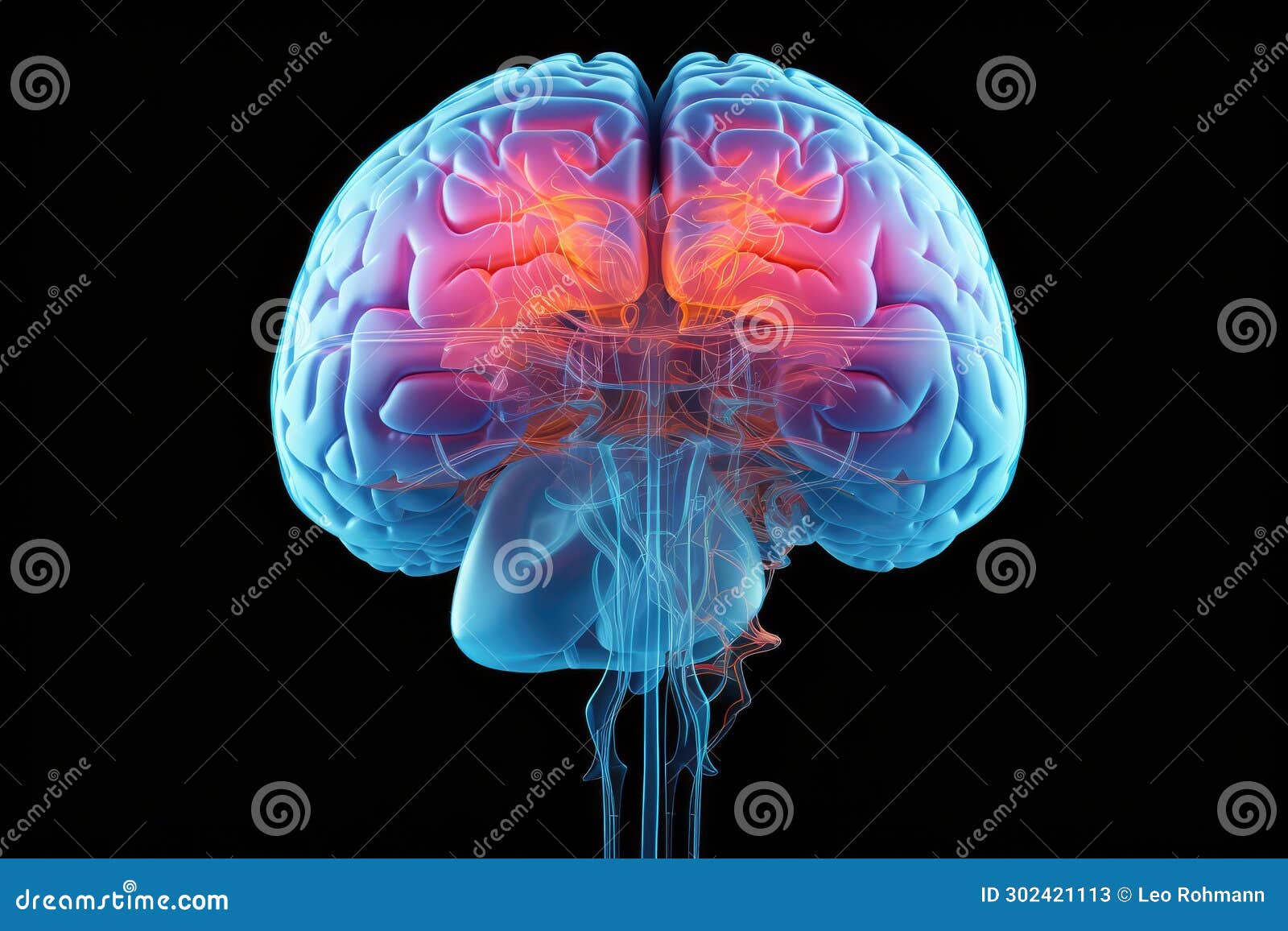 Brain Neurons Excitatory and Inhibitory. Glial Cells, Astrocytes ...