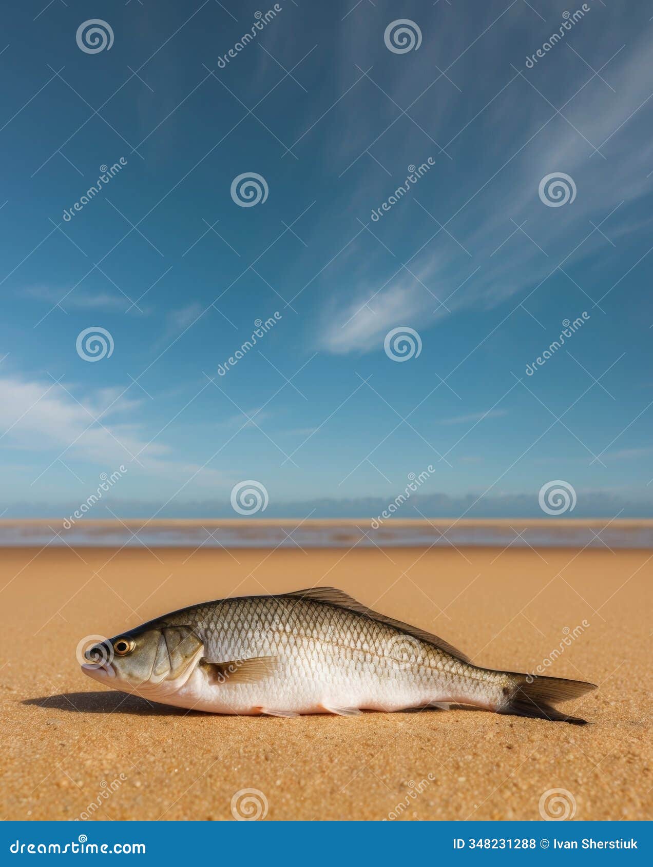 Fish on Sandy Beach Under Bright Blue Sky. Stock Photo - Image of ...
