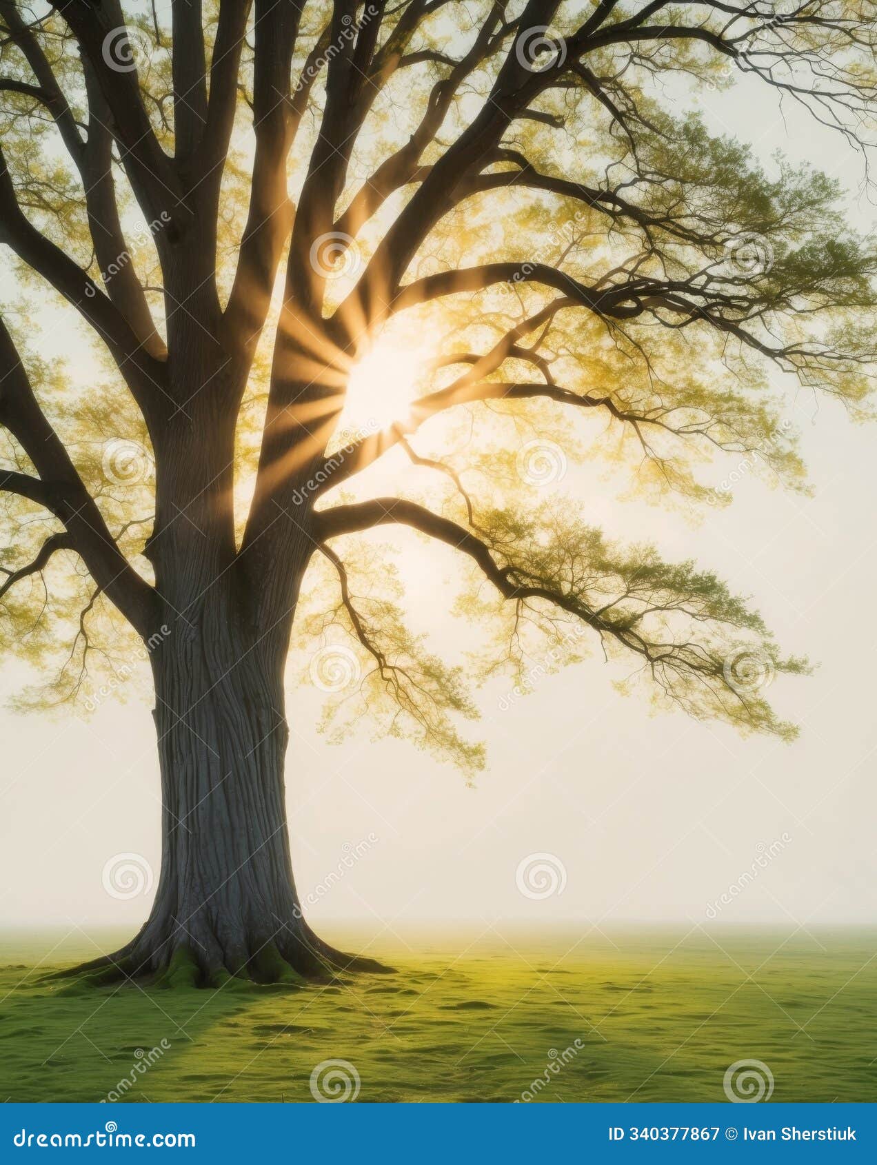 Golden Sun Rays Shining through a Tree in a Forest Clearing. Stock ...