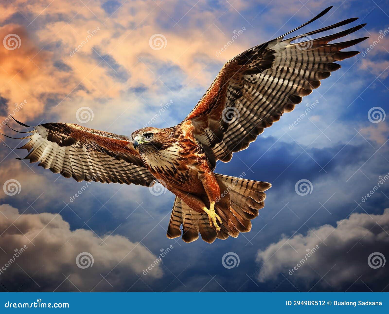Hawk in flight stock illustration. Illustration of models - 294989512