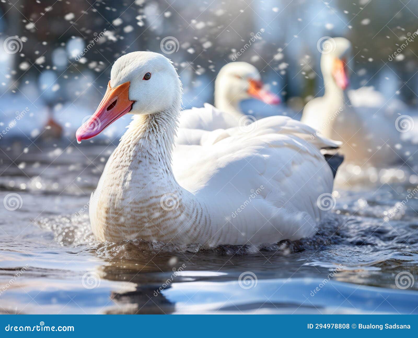 Snow Goose stock illustration. Illustration of models - 294978808