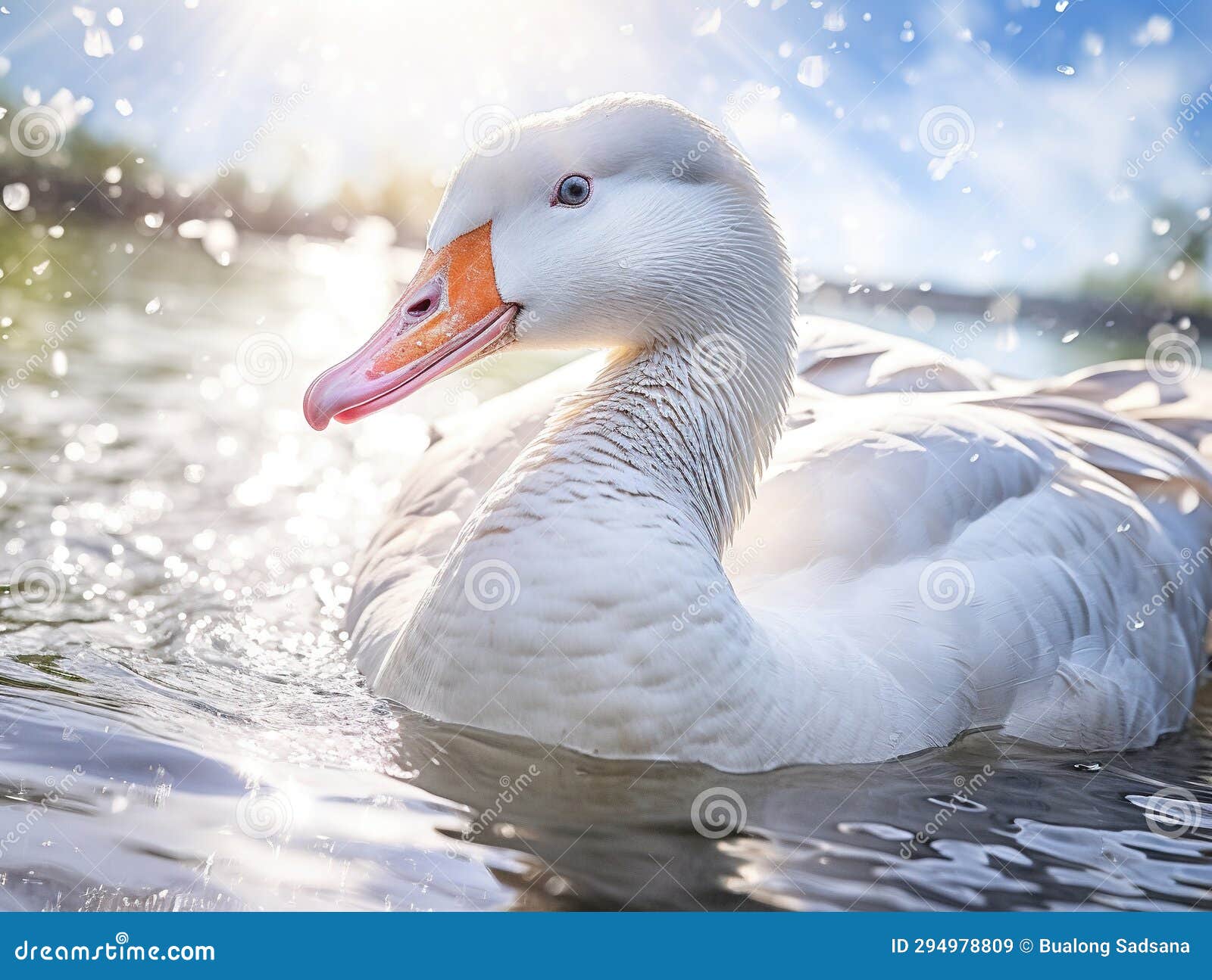 Snow Goose stock illustration. Illustration of avian - 294978809