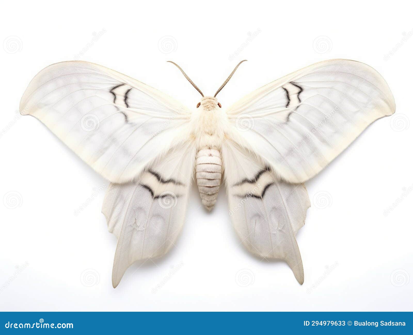 White Wave moth stock illustration. Illustration of majestic - 294979633
