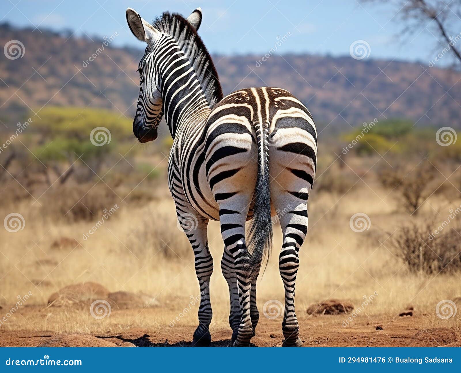 Zebra back view stock illustration. Illustration of tools - 294981476