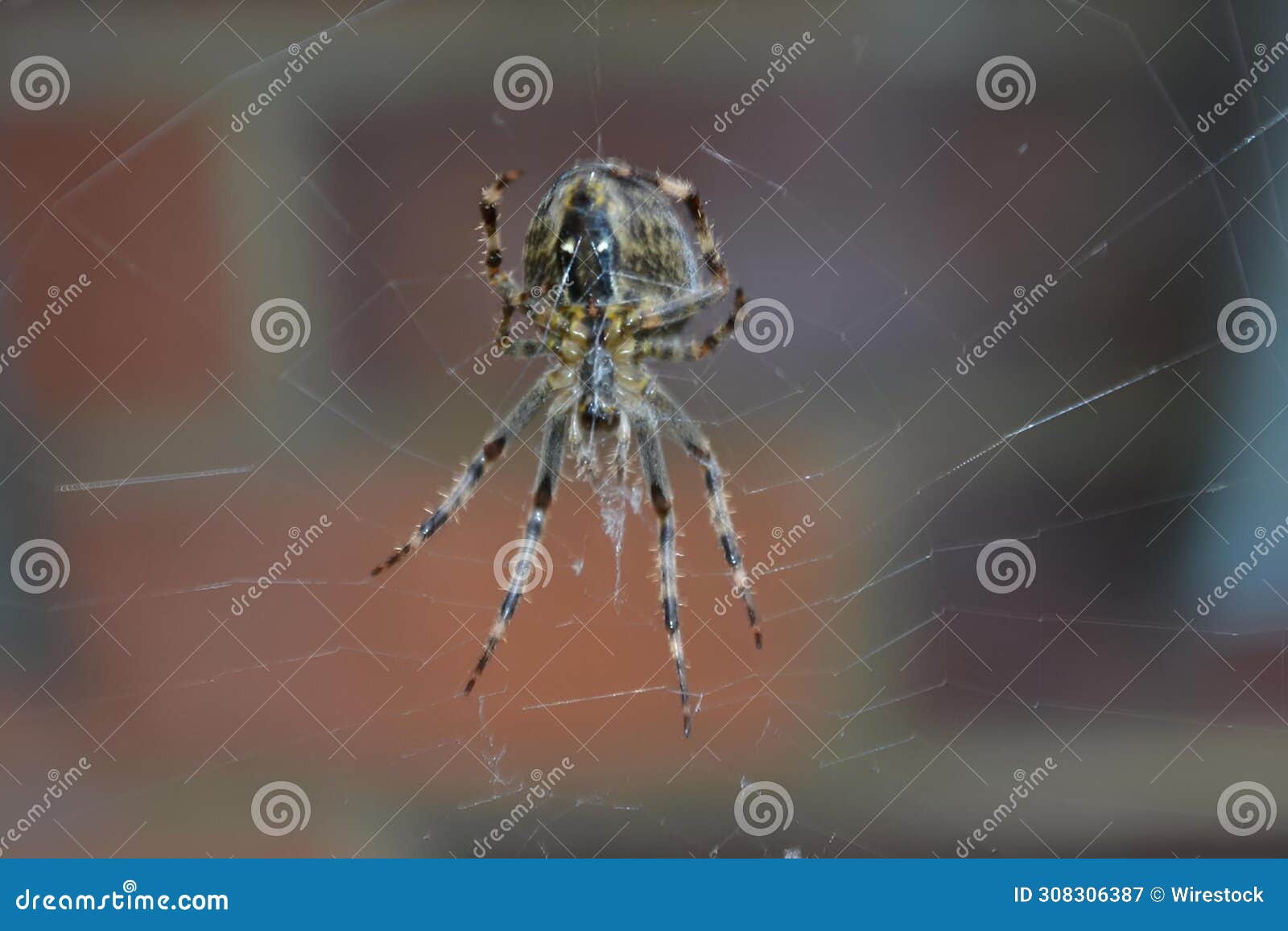 AI Generated Illustration of a Spider Weaving Its Web Stock ...