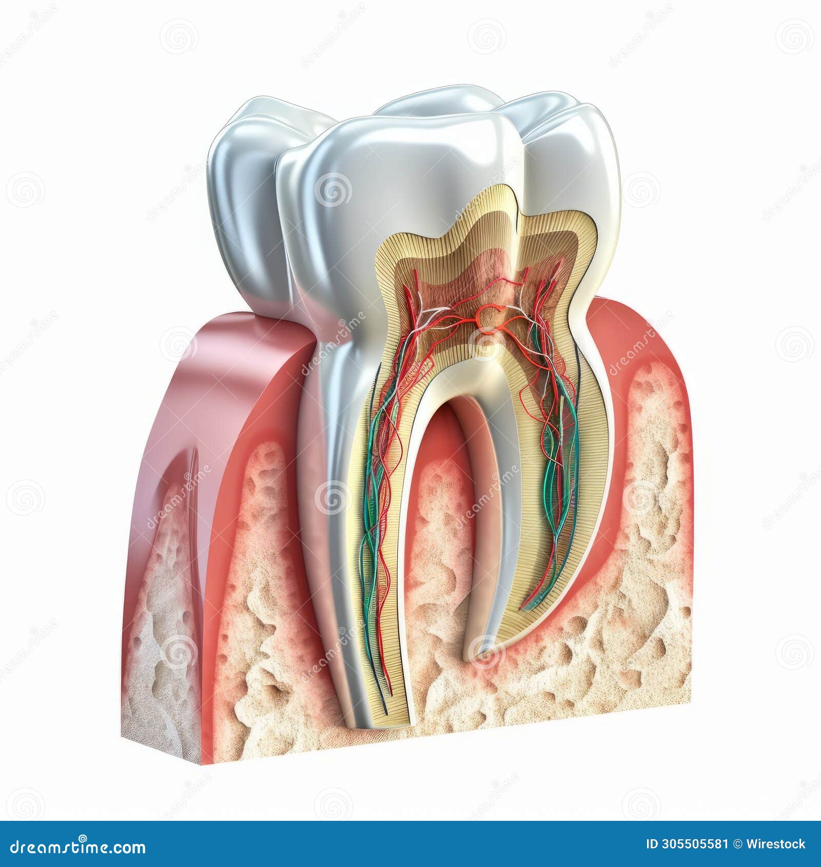 AI Generated Illustration of a White Tooth with Internal Structure ...