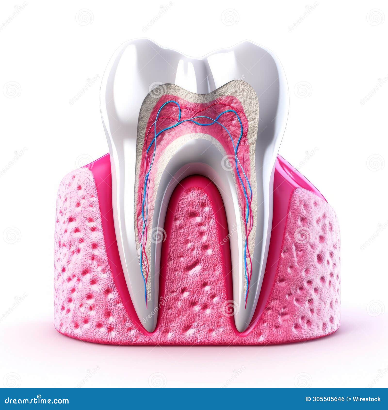 AI Generated Illustration of a White Tooth with Internal Structure ...