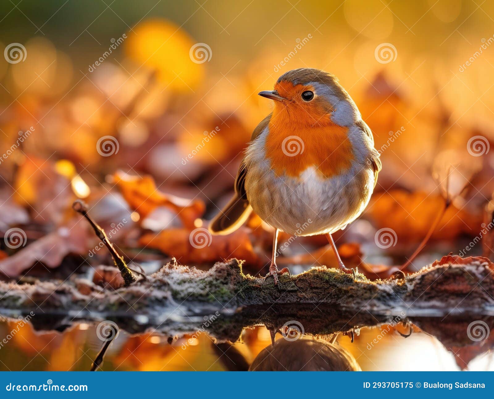 Ai Generated Illustration Wildlife Concept of British Robin Stock ...