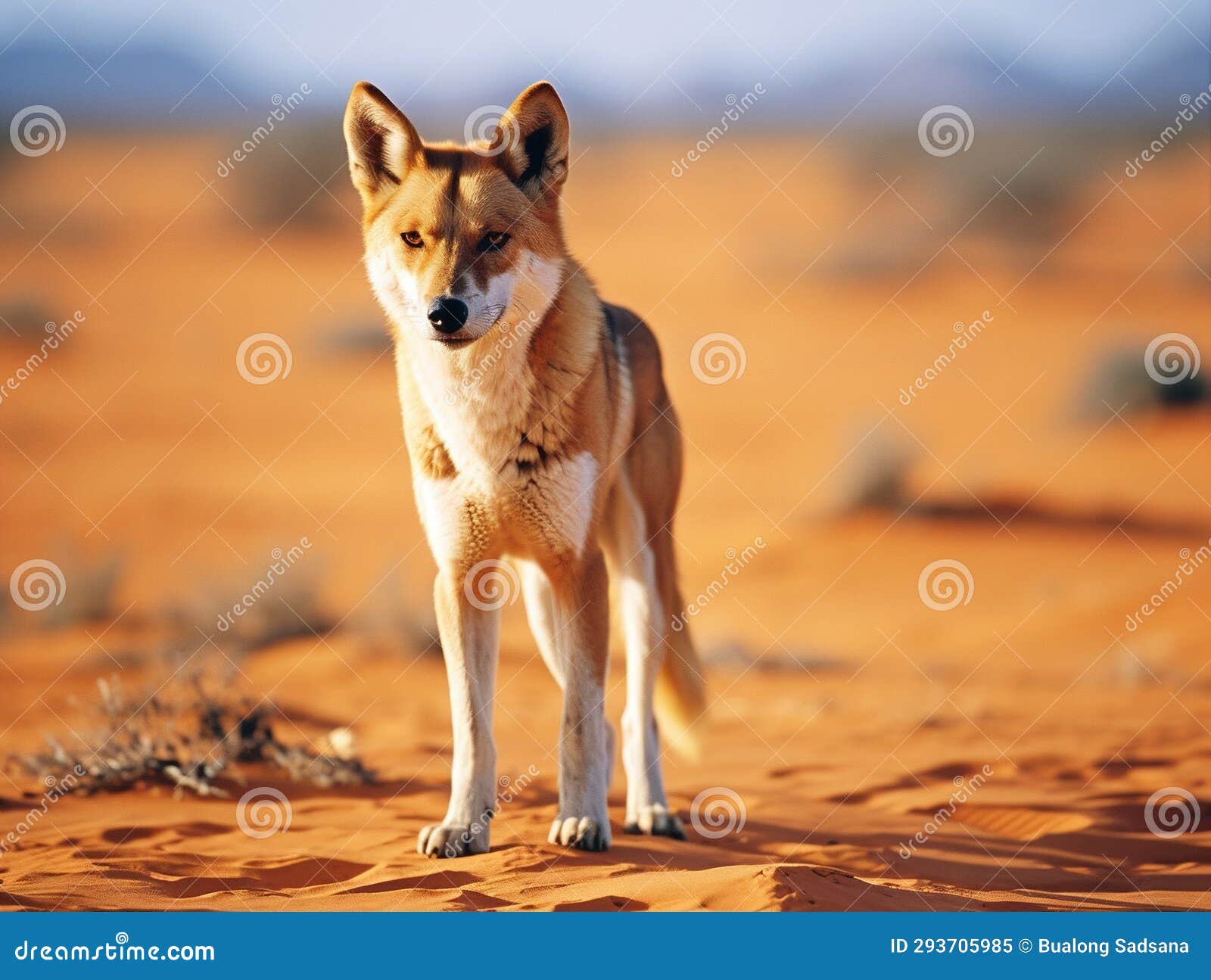 Ai Generated Illustration Wildlife Concept of Dingo Stock Illustration ...