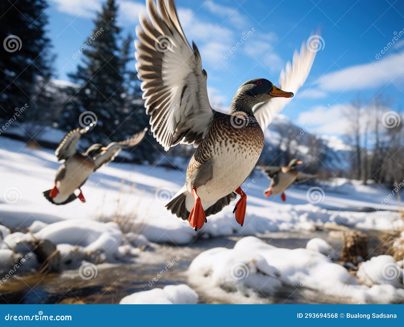 Ai Generated Illustration Wildlife Concept of Ducks in Flight Stock ...