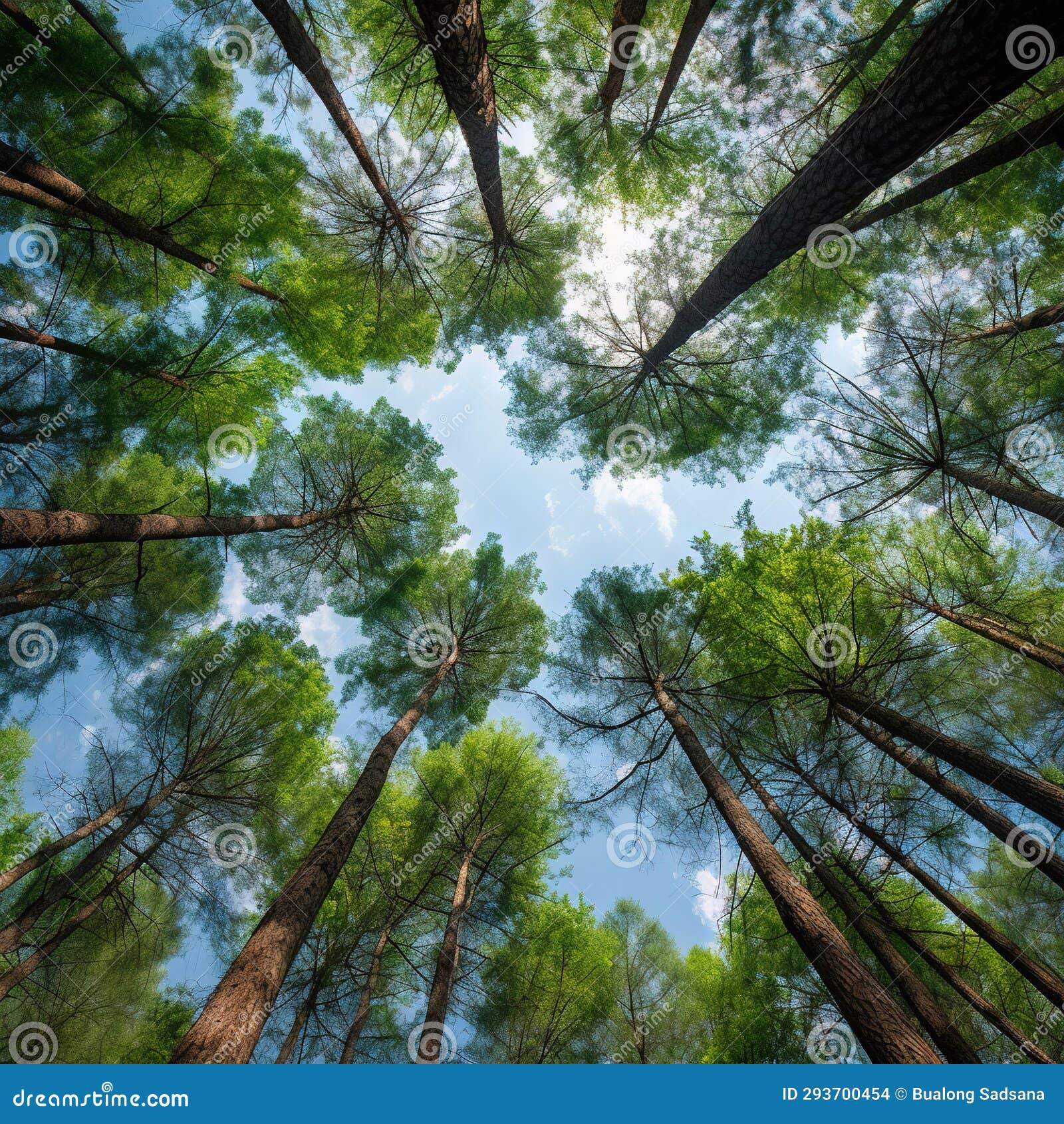 Ai Generated Illustration Wildlife Concept Of Forest Canopy Lookup ...