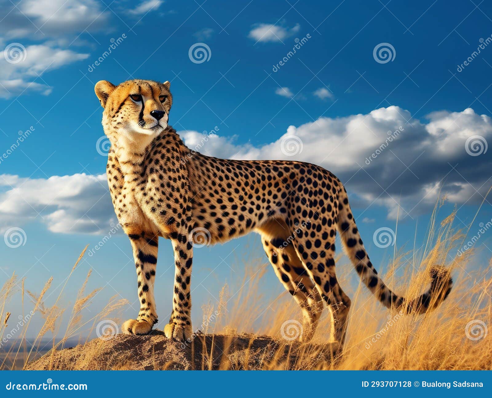 Ai Generated Illustration Wildlife Concept of Gazing Cheetah Stock ...