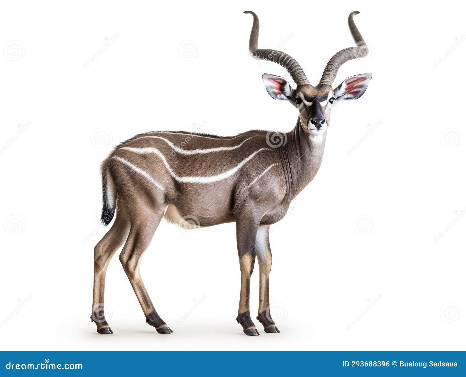 Ai Generated Illustration Wildlife Concept of Kudu Stock Illustration ...