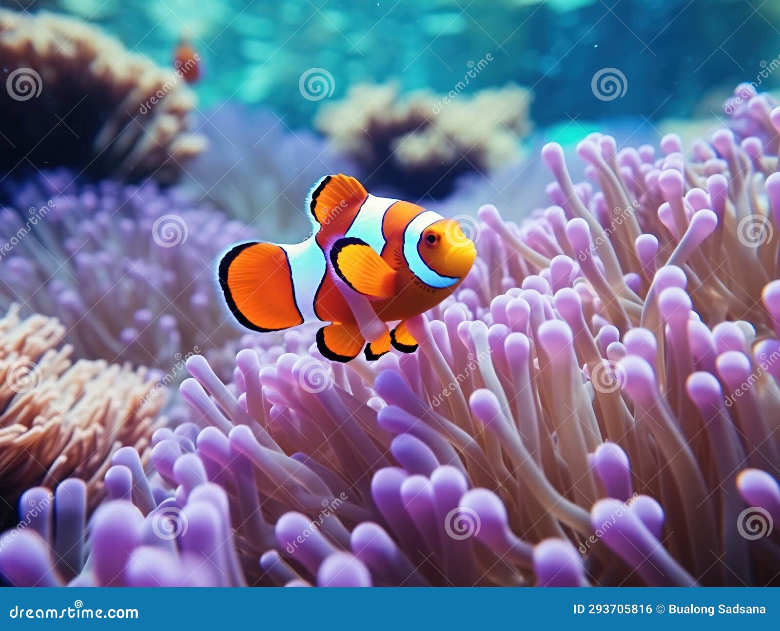 Nemo Fish Swimming With Dory Cartoon Royalty-Free Stock Photography ...