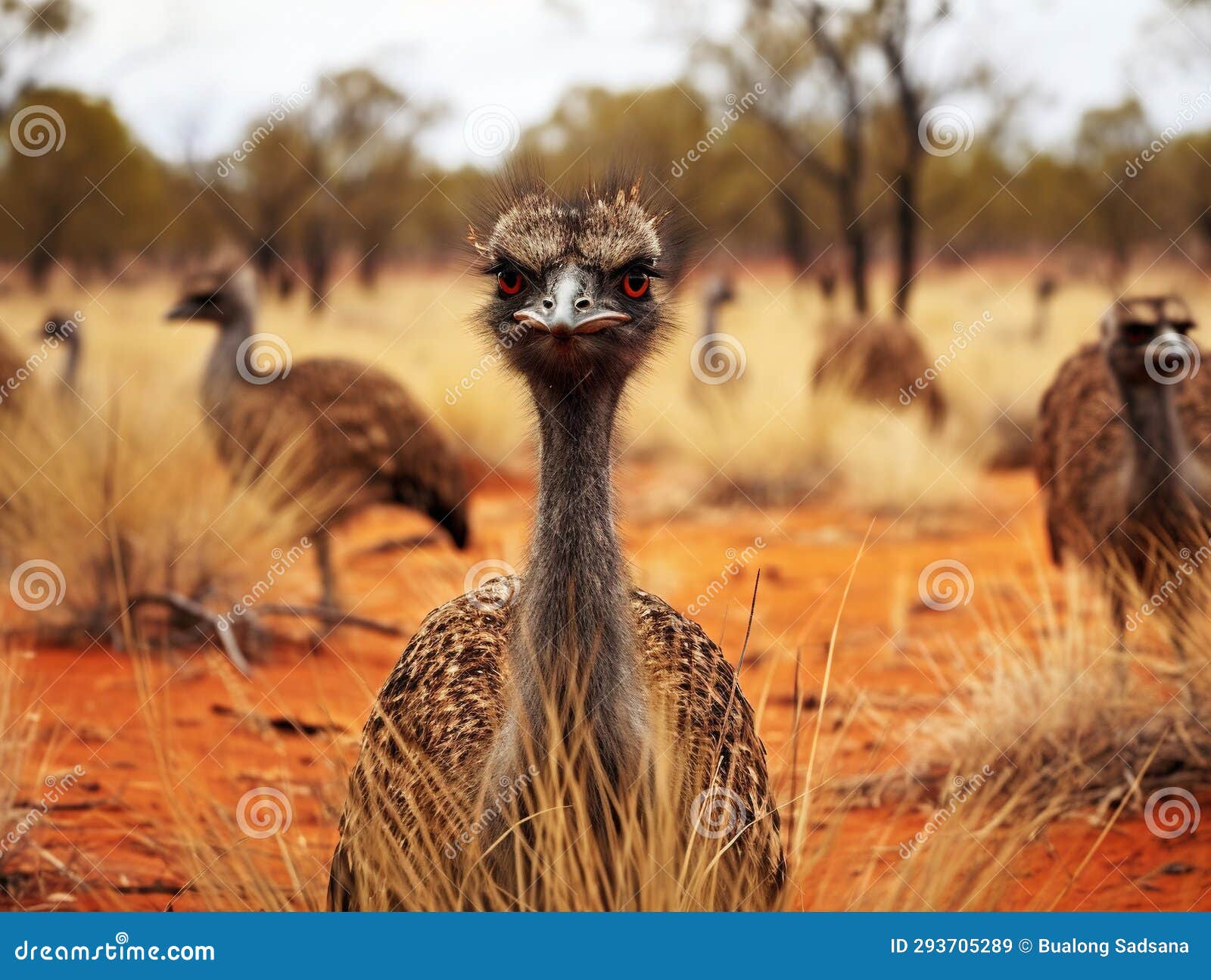 Ai Generated Illustration Wildlife Concept of Outback Emus Stock ...