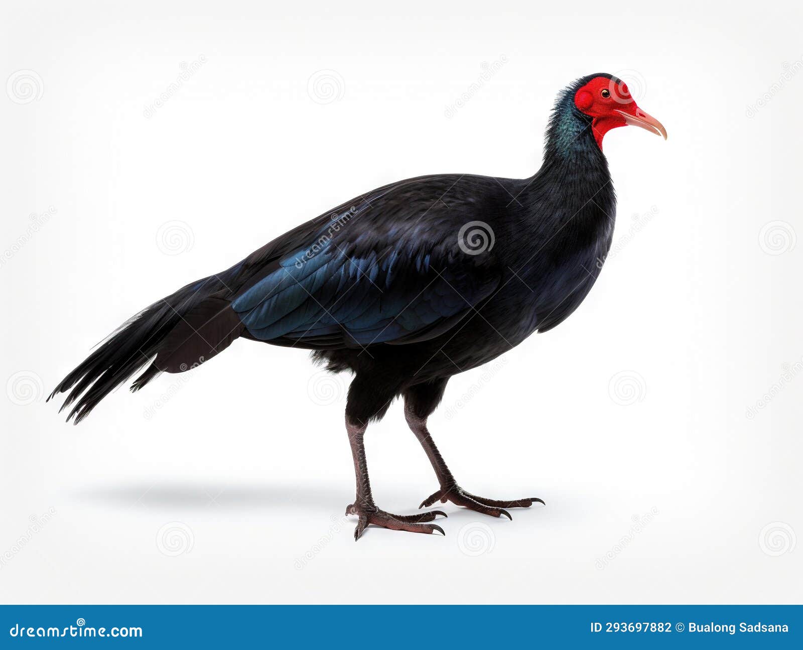 Ai Generated Illustration Wildlife Concept of the Pukeko Stock ...