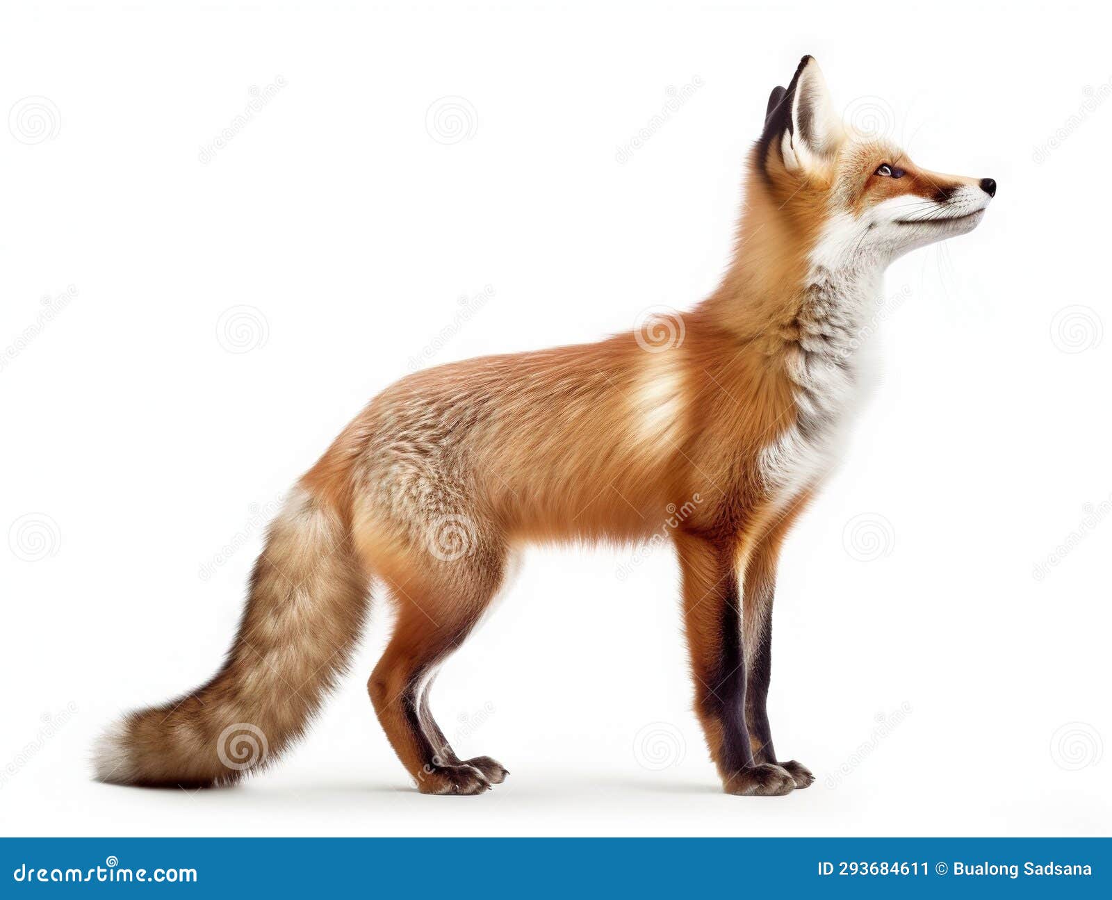 Ai Generated Illustration Wildlife Concept of Side View of Red Fox 1 ...