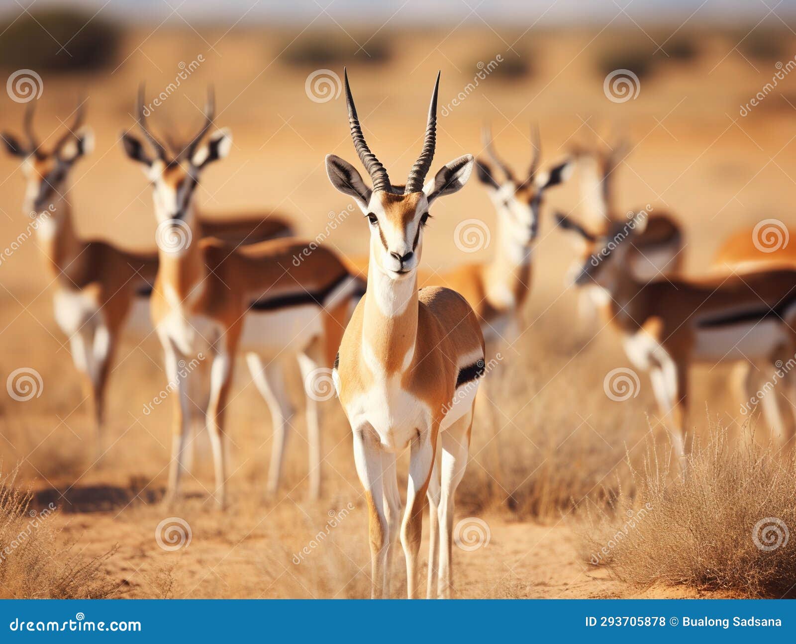Ai Generated Illustration Wildlife Concept of Springbok Stock ...