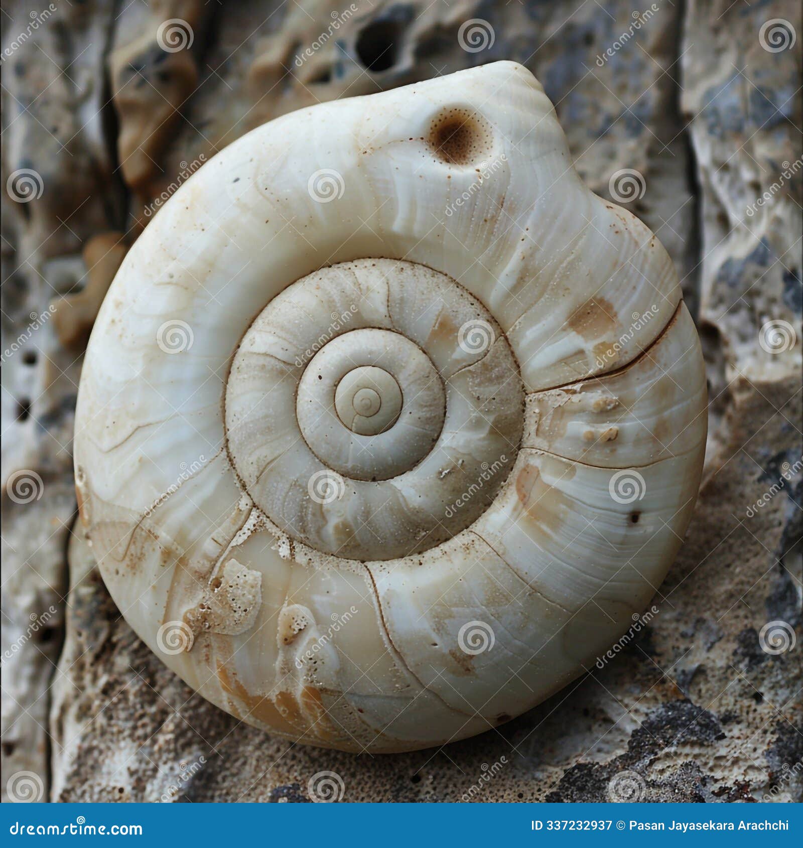 Smiley Face Featuring a Nautilus with a Coiled Shell Stock Illustration ...