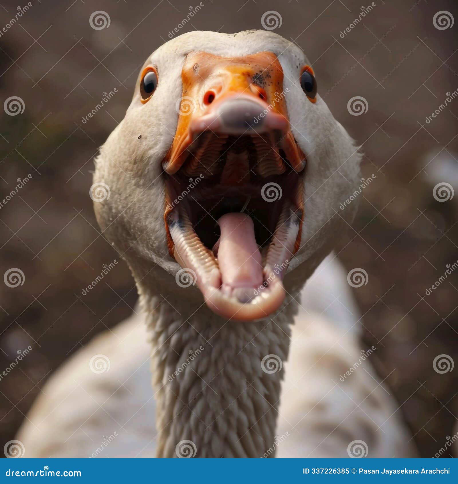 Smiley face honking goose stock illustration. Illustration of cute ...