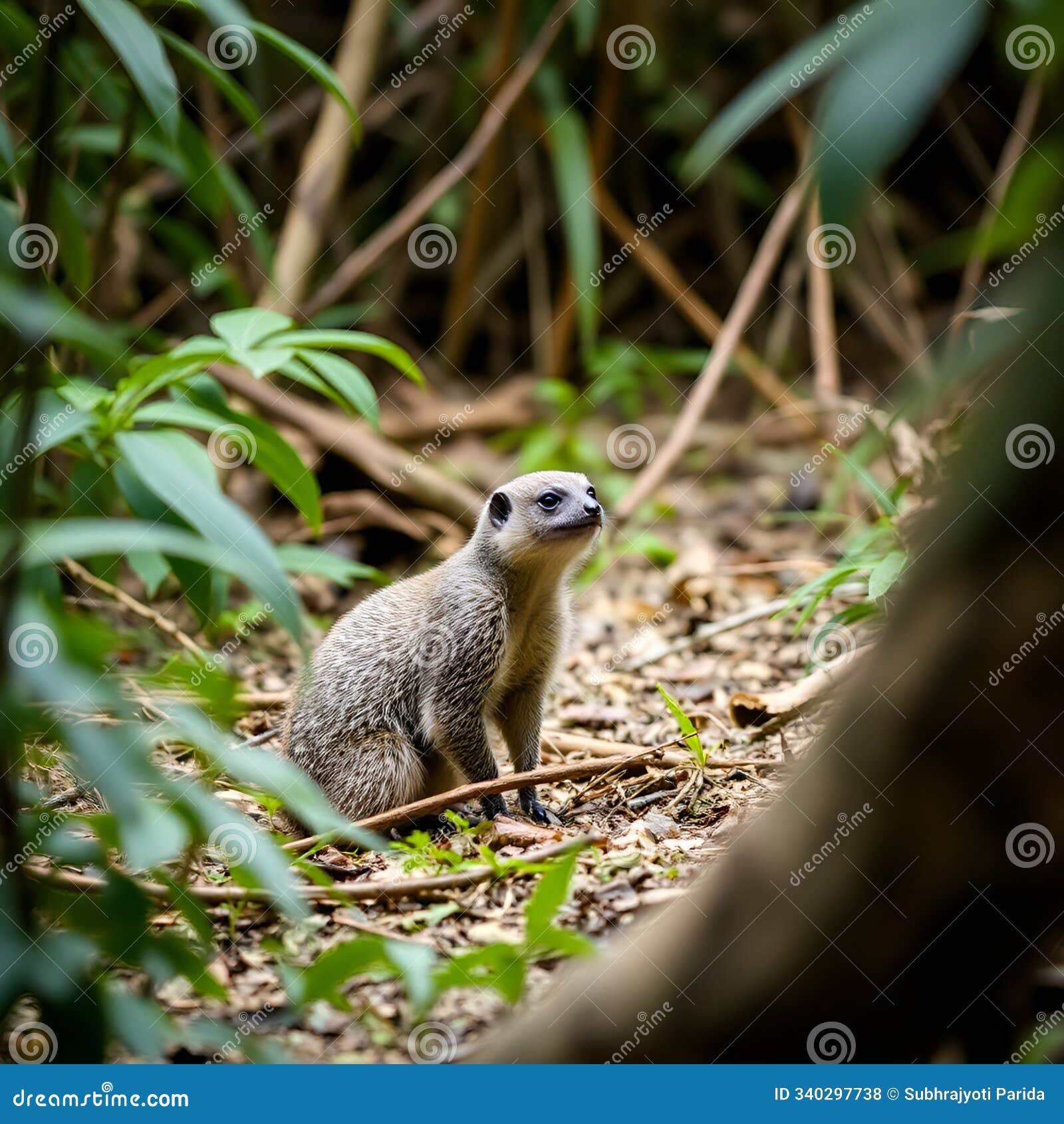 AI Generated Image of a Mongoose in a Jungle Stock Photo - Image of ...