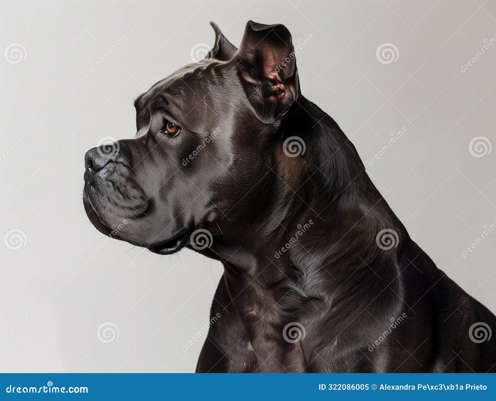 Dogo with Muscular Build Against White Studio Backdrop Stock ...