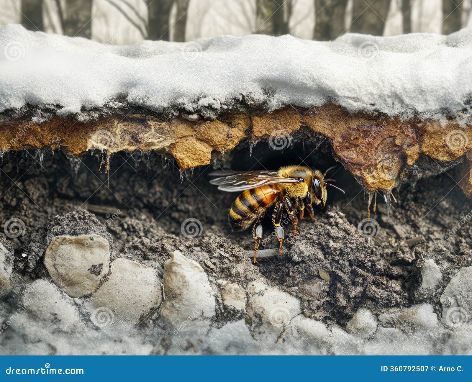 Winter Hibernation of a Queen Bee in an Underground Burrow Stock ...