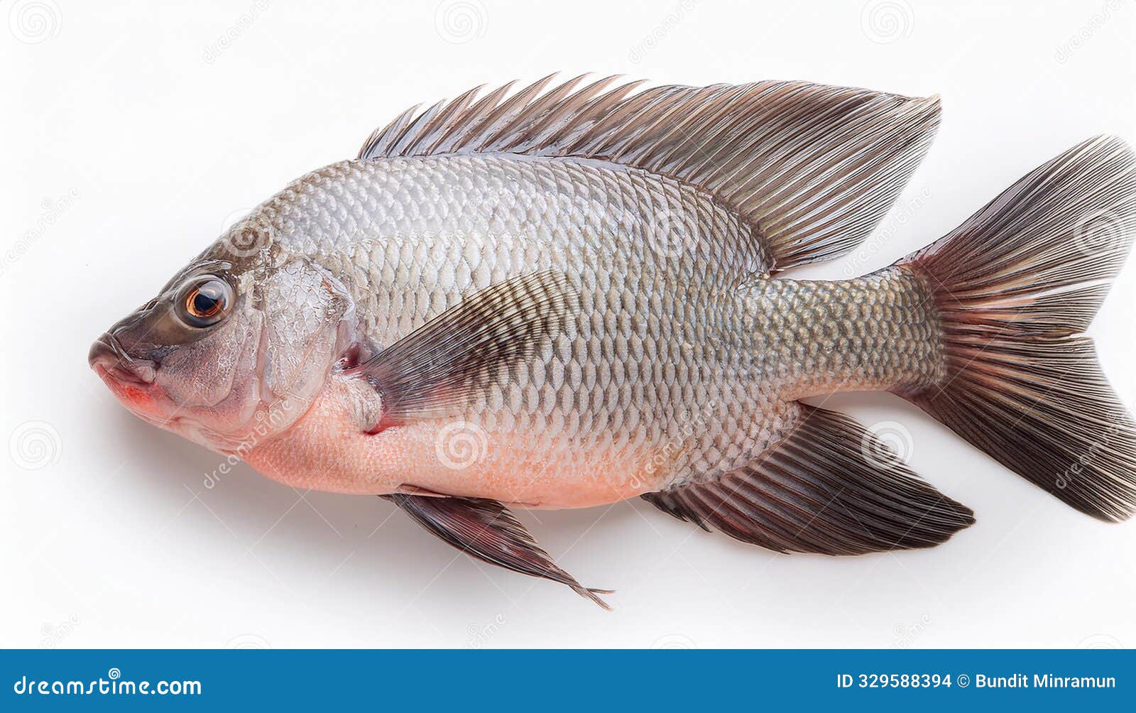 Tilapia Freshwater Fish, Fresh Aquatic Fish Species Cartoon Vector ... Tilapia Freshwater Fish, Fresh Aquatic Fish Species Cartoon Vector ...
