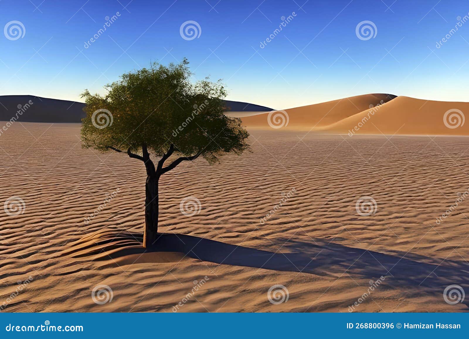 Single tree in the desert stock photo. Image of heat - 268800396