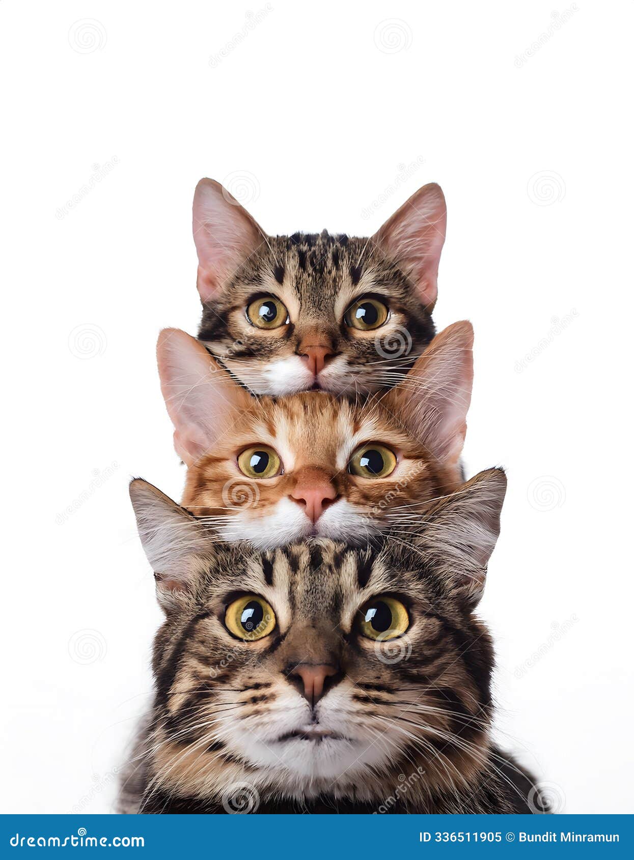 Three Tabby Cats Stack Their Faces on Top of Each Other Portrait ...