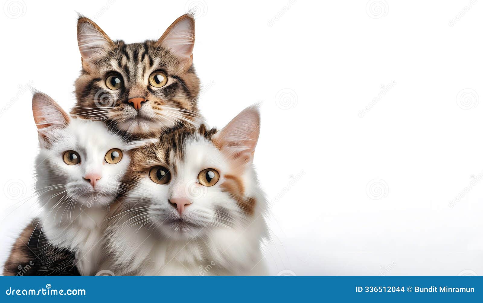 Three Tabby Cats Stack Their Faces on Top of Each Other Portrait ...