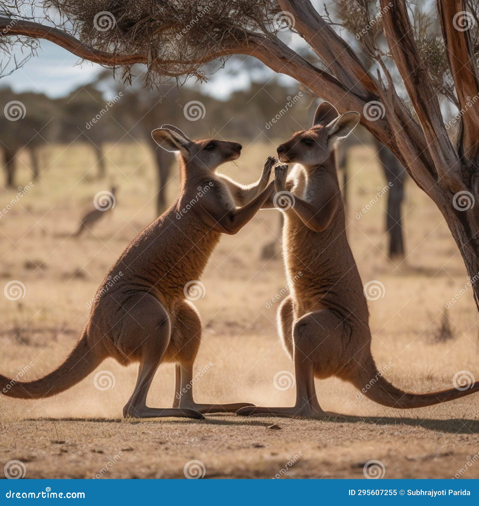 AI Generated Image of Two Male Kangaroos in a Fighting Mode Stock ...