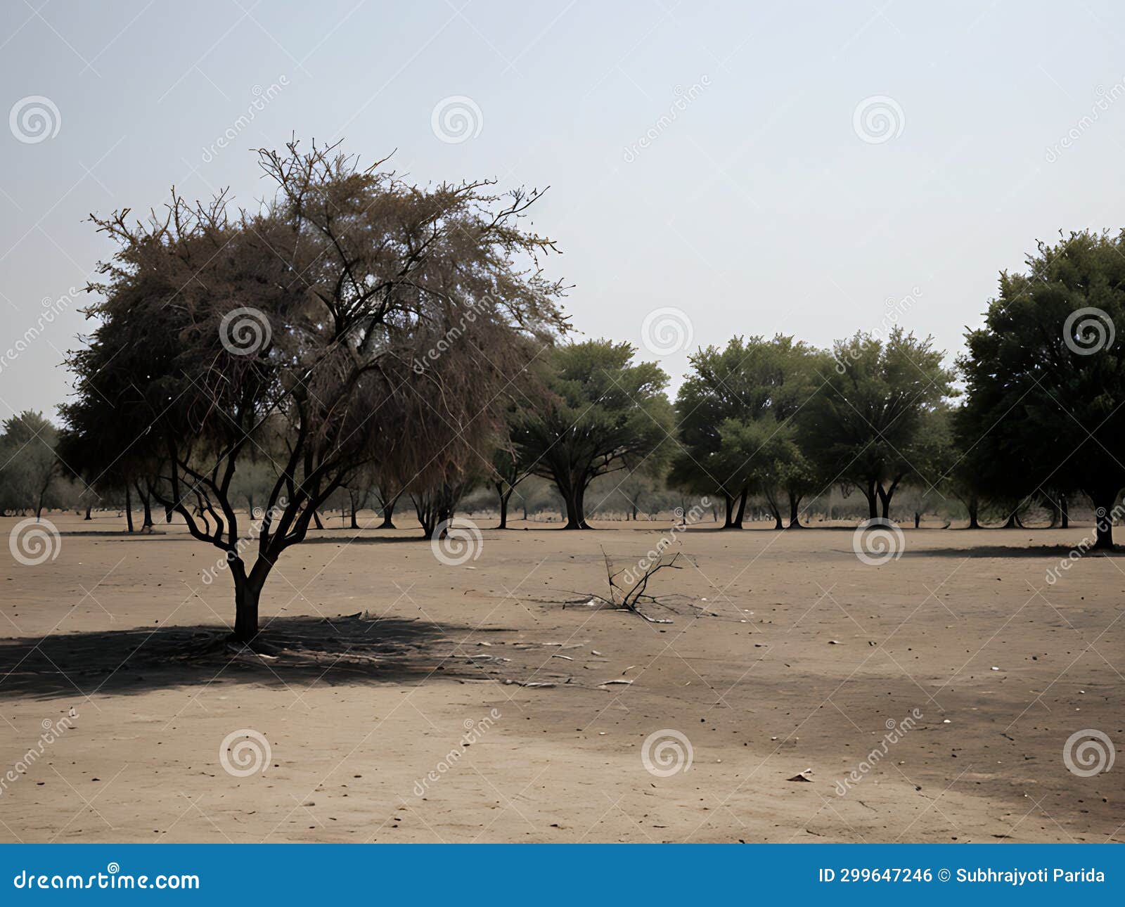 AI Generated Landscape Consisting of Trees in a Vast Dry Land Stock ...