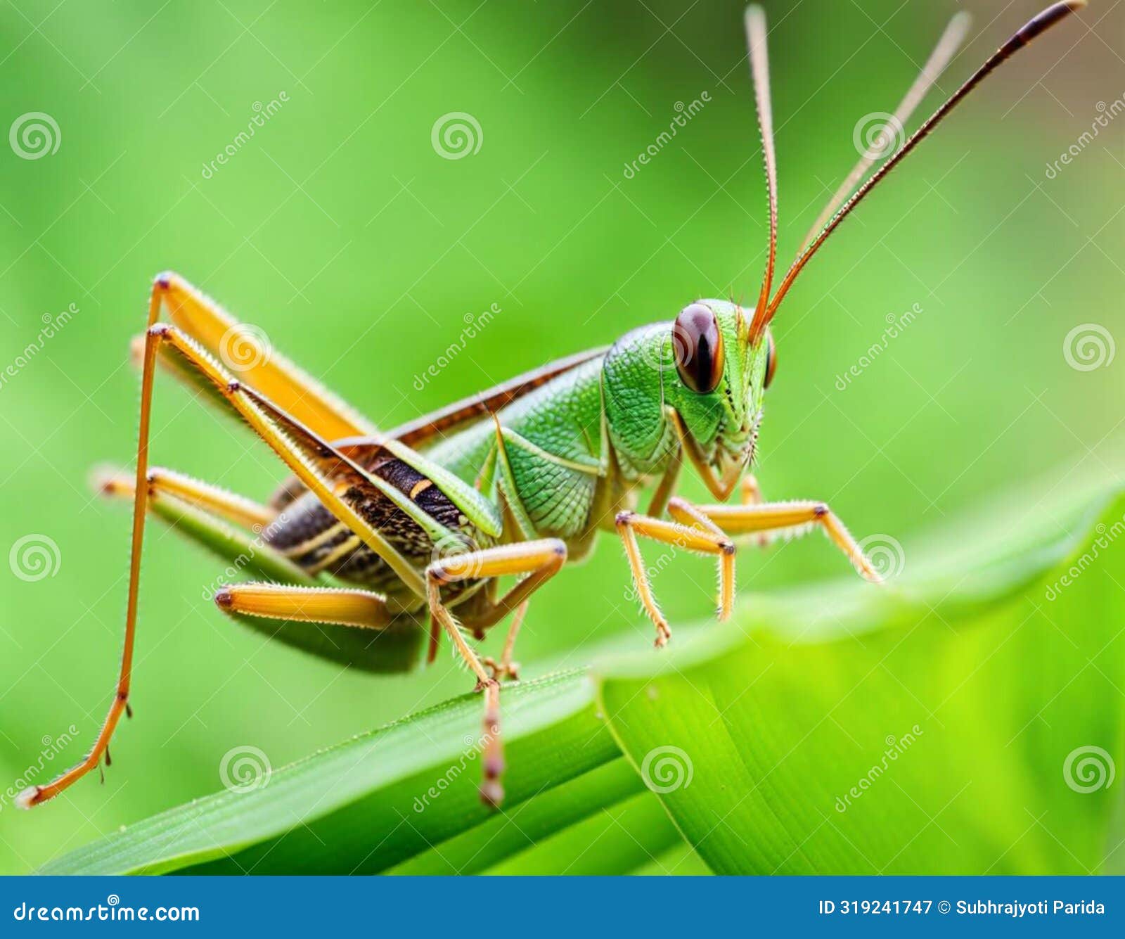 AI Generated Macro Photo of a Green Colour Grasshopper Stock ...