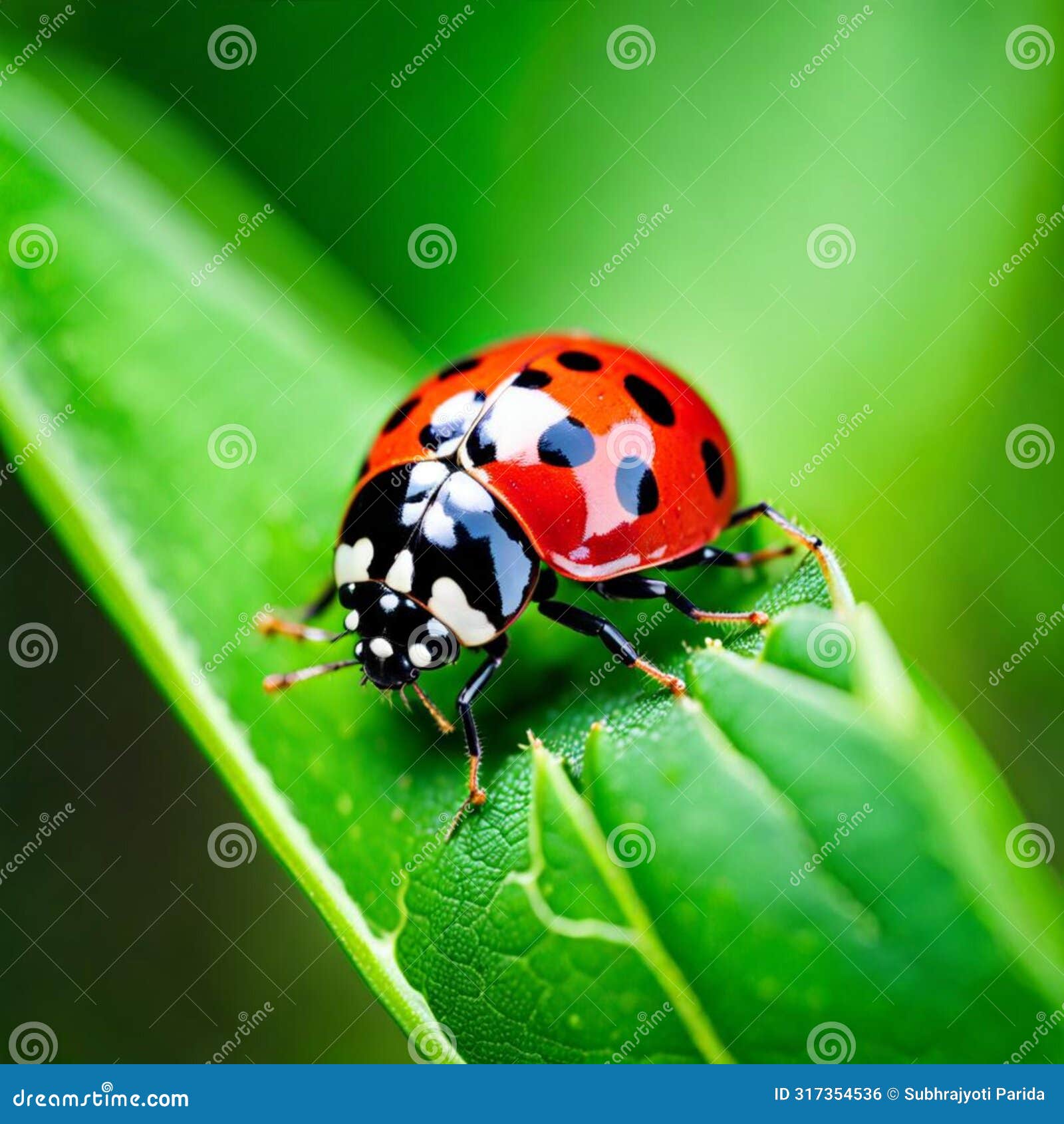 AI Generated Macro Photograph of a Lady Bug Walking on a Green Leaf ...