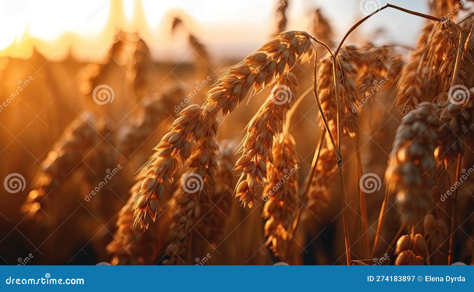 AI Generated Oat Field at Sunset. Beautiful Nature Scene with Oat Field ...
