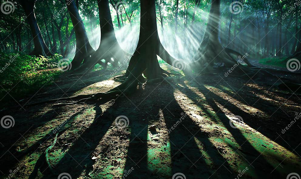 AI-generated Sun Rays Filtering through Dense Forest Trees Casting Long Shadows on the Forest ...
