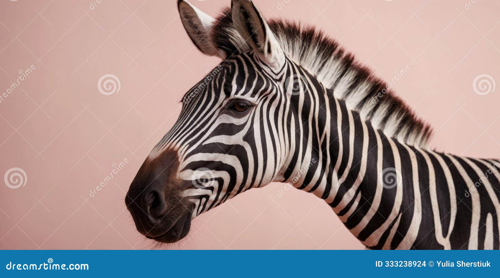 Zebra Animal Muzzle Close-up Side View on Light Pink Background. Stock ...
