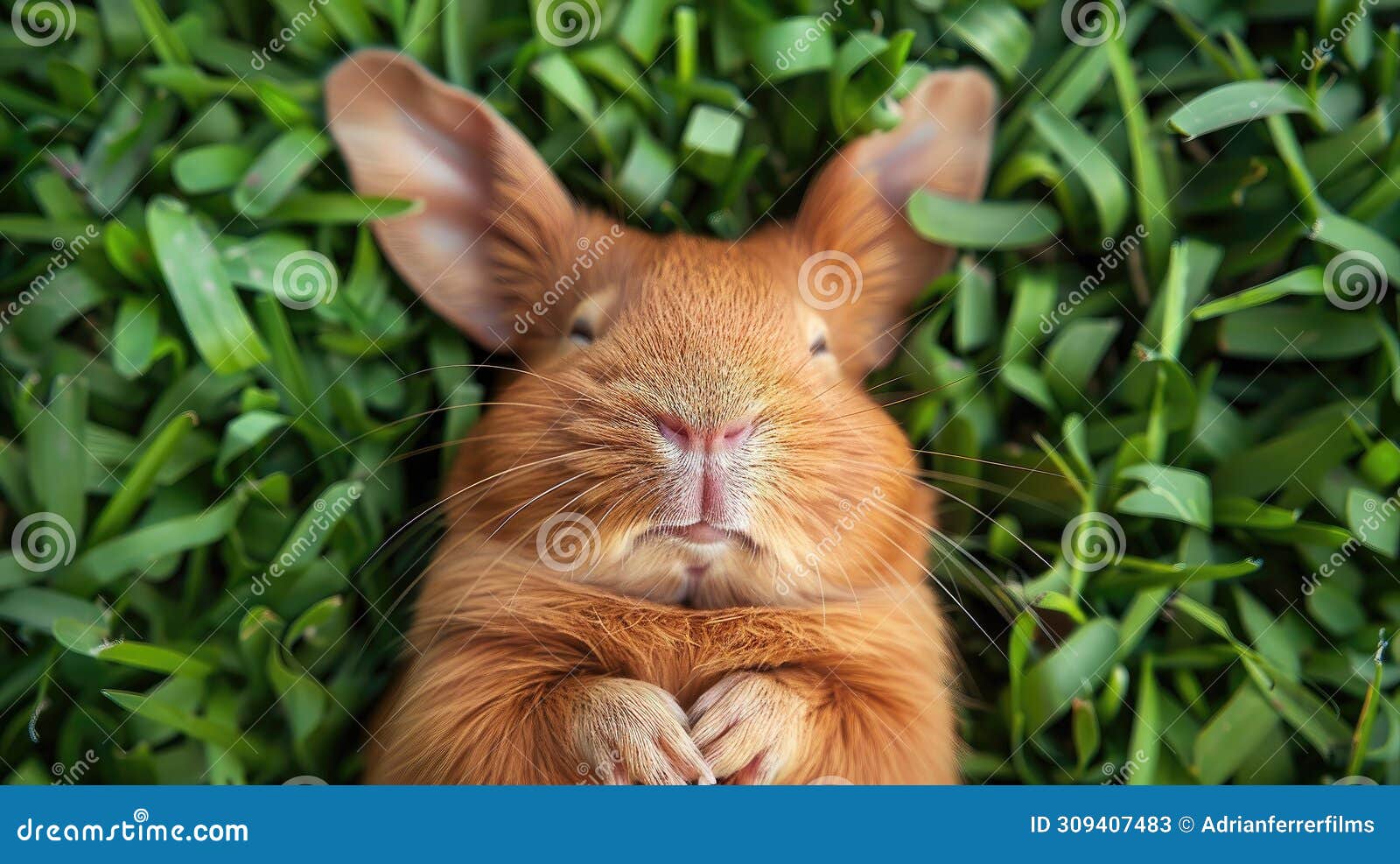 A Ginger Rabbit Lying Down in the Grass, Seen from Above. Stock Image ...
