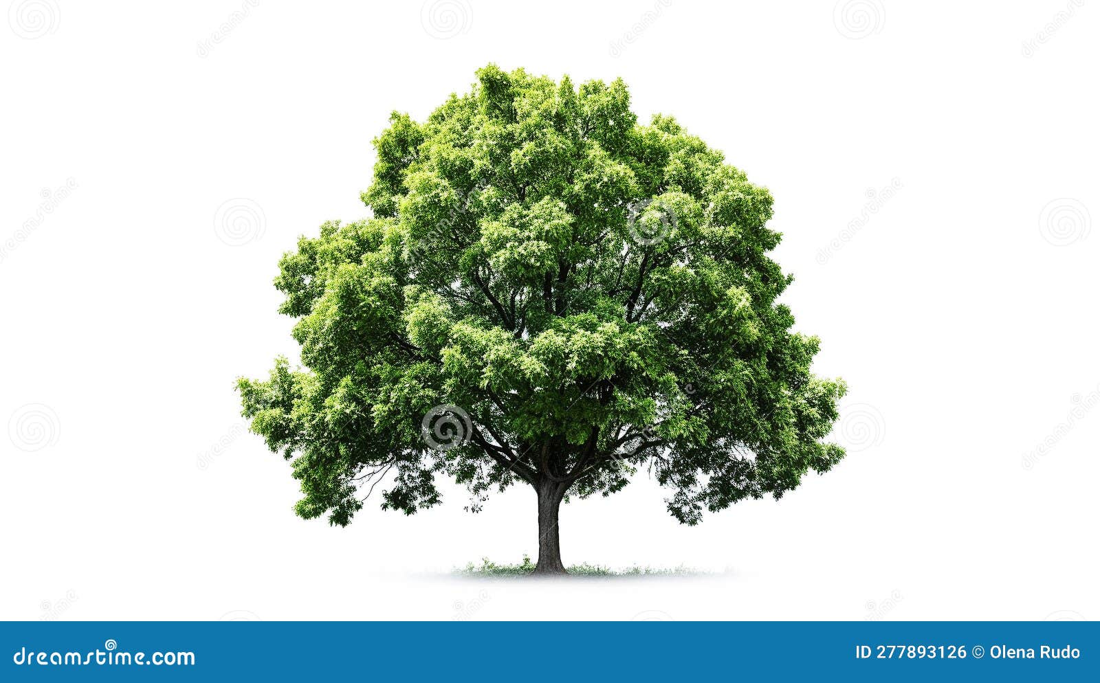 AI Generative. Green Tree on White Background Stock Photo - Image of ...