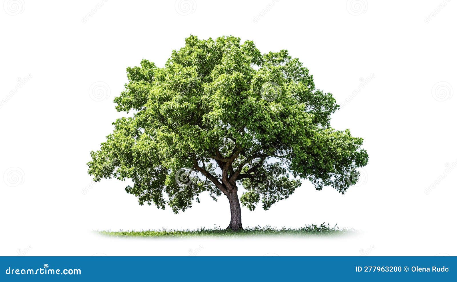 AI Generative. Green Tree on White Background Stock Illustration ...