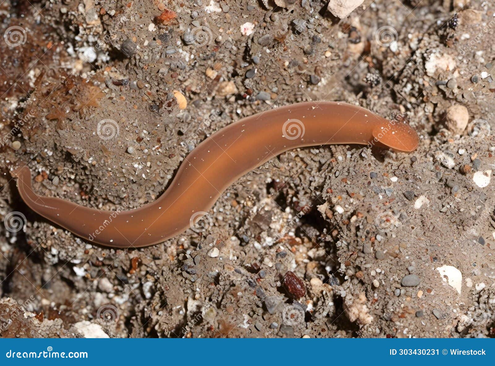 AI Illustration of a Slug Resting in a Patch of Mud. Stock Illustration ...