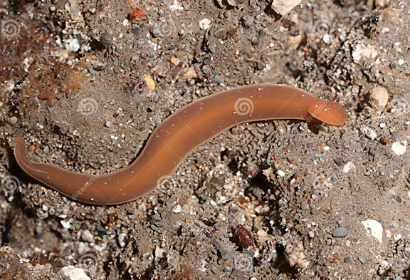 AI Illustration of a Slug Resting in a Patch of Mud. Stock Illustration ...