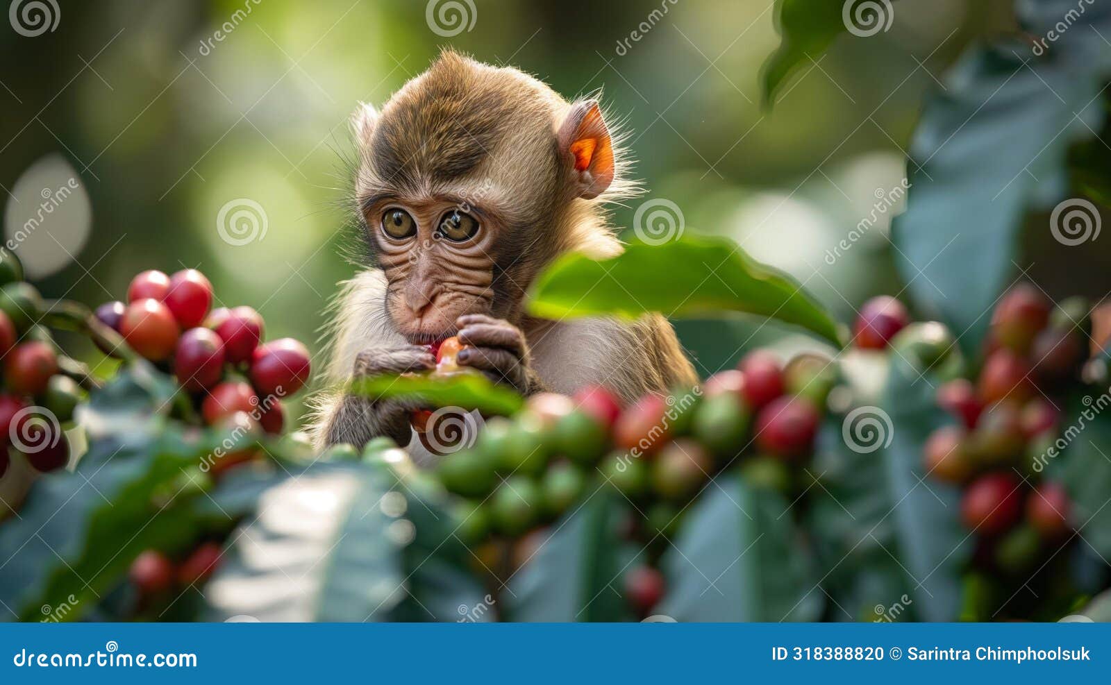 AI Image Generator of Monkey Eating Coffee Beans Stock Illustration ...