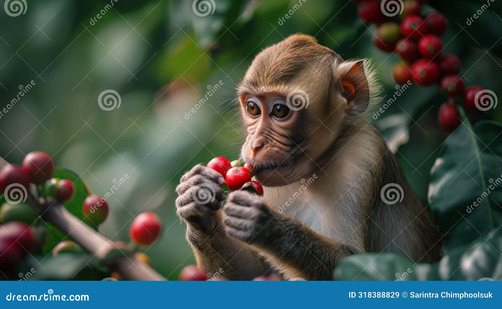 AI Image Generator of Monkey Eating Coffee Beans Stock Illustration ...