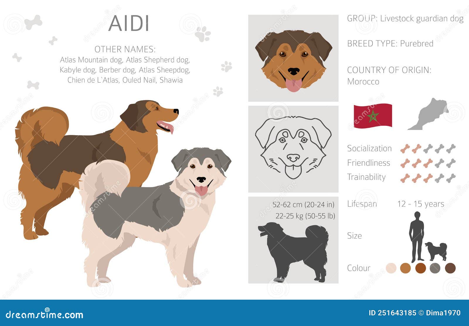 Aidi Clipart. Different Poses, Coat Colors Set Stock Vector ...