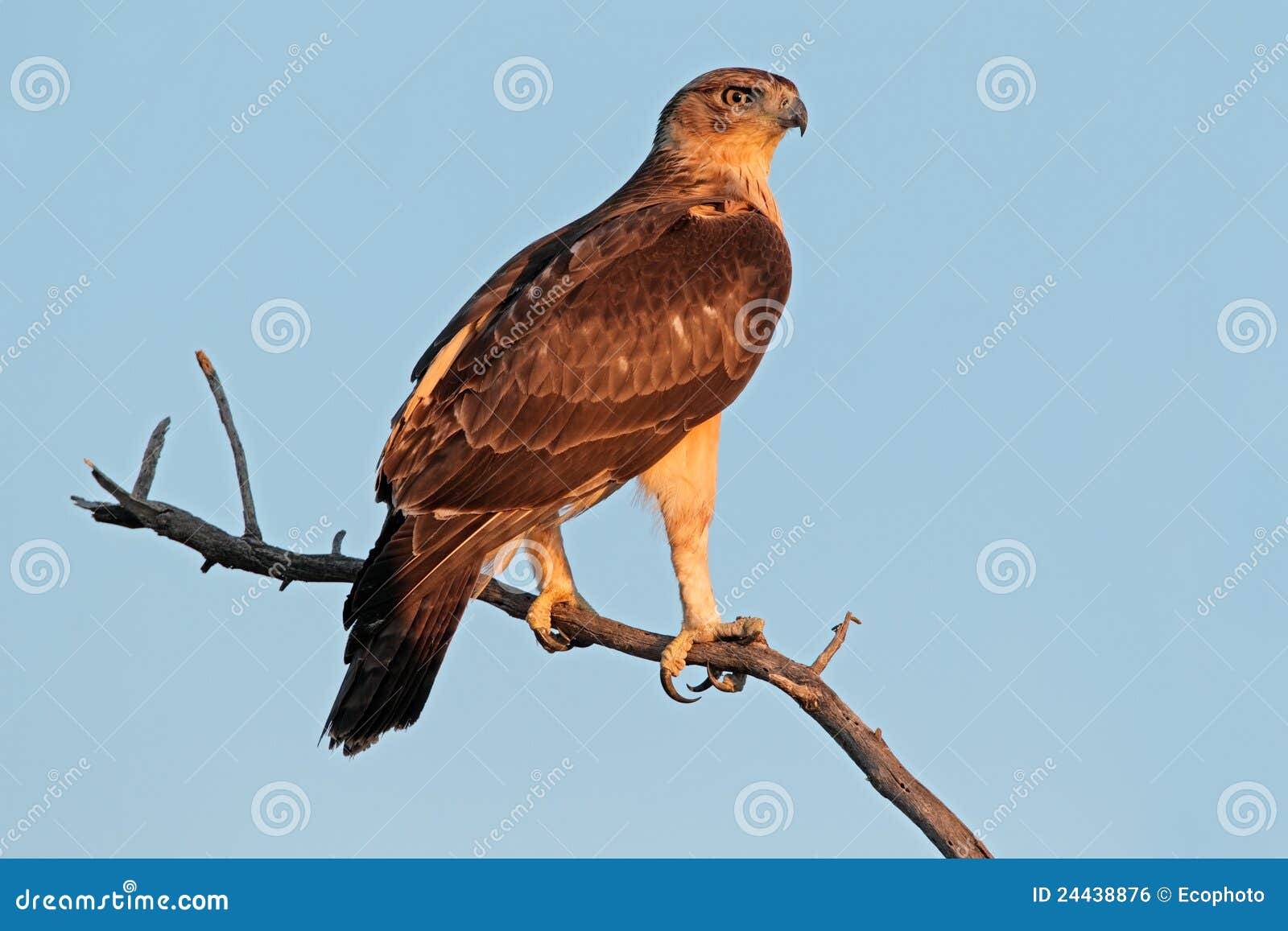 Aigle africain de faucon photo stock. Image du extérieur - 24438876