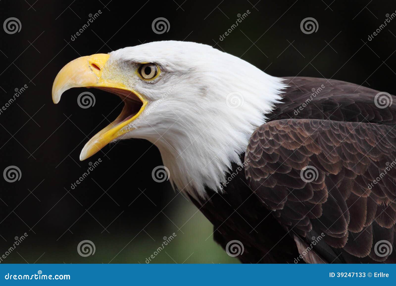 Aigle chauve image stock. Image du nature, rapace, symbole - 39247133
